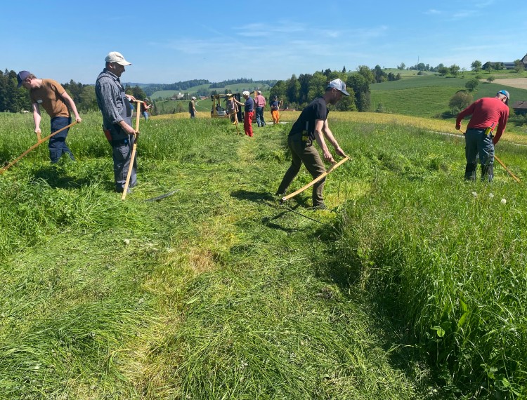 Nachhaltigkeit / Mähen mit der Sense und Dengeln leicht gemacht - Wyss ...